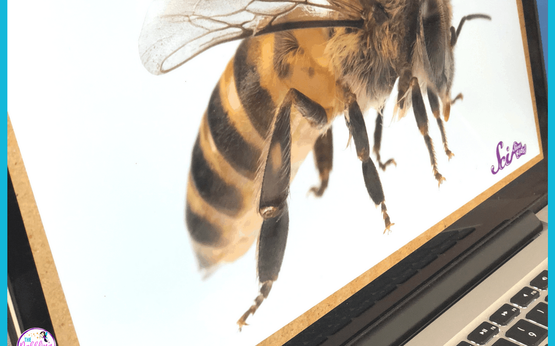 Bee Activities For Elementary Speech Therapy Thedabblingspeechie bee-activities-for-elementary-speech-therapy-thedabblingspeechie